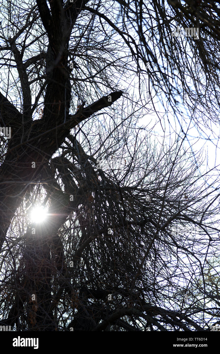 Autumn tree twigs on sky background Stock Photo - Alamy