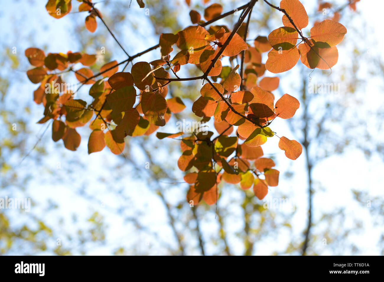 Autumn tree twigs on sky background Stock Photo - Alamy