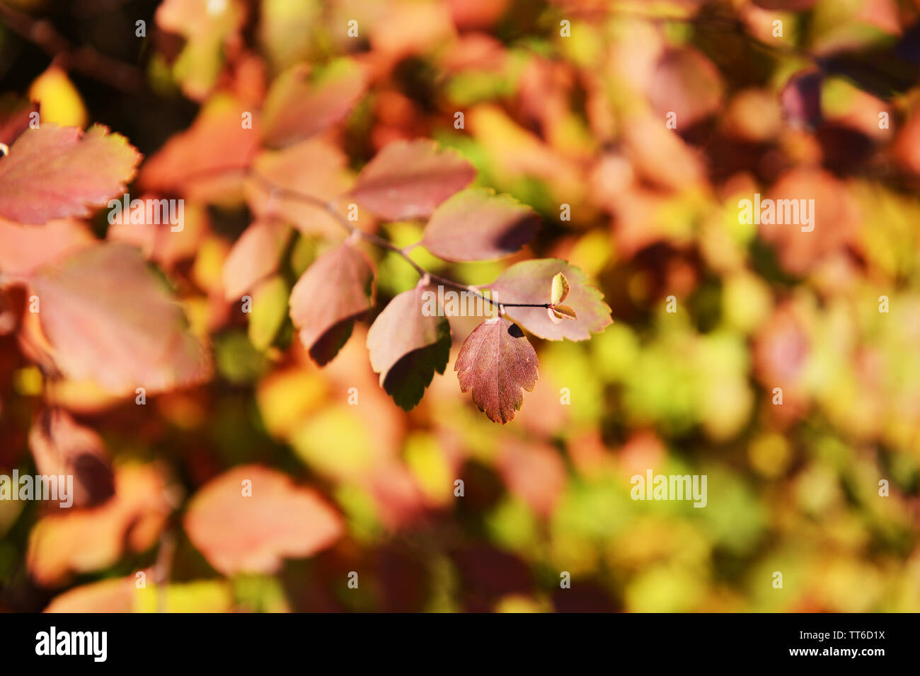 Autumn tree twigs Stock Photo - Alamy
