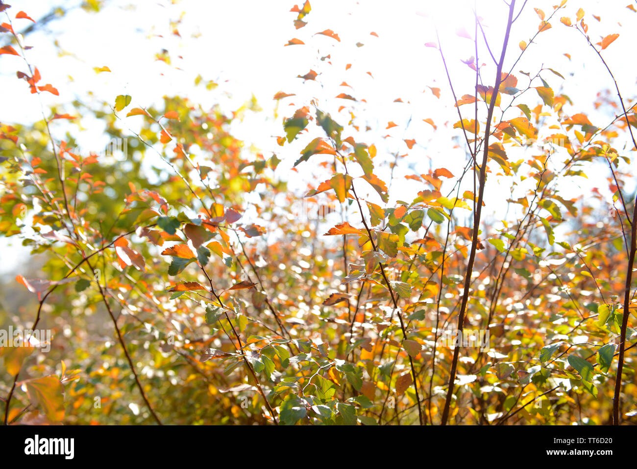 Autumn tree twigs Stock Photo - Alamy