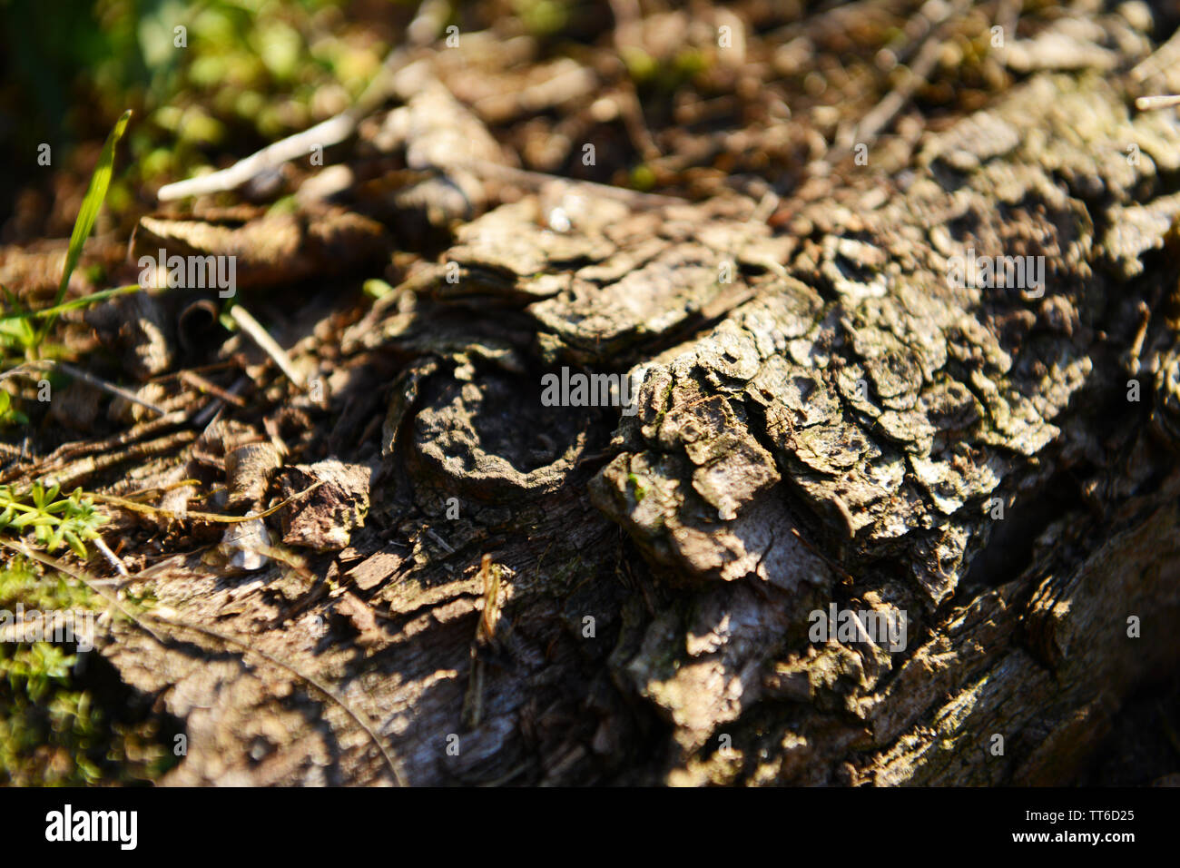 Tree bark closeup Stock Photo - Alamy