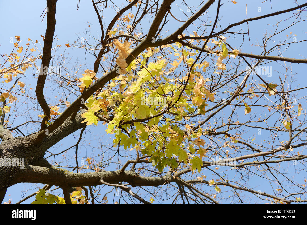 Autumn tree twigs on sky background Stock Photo - Alamy