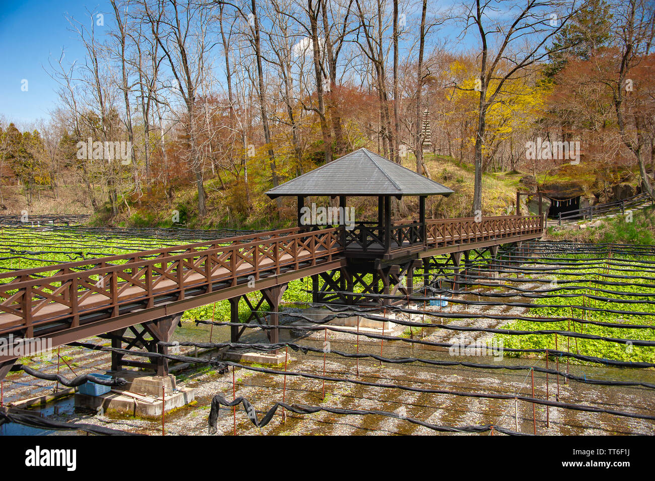 Pedestrian bridge over Wasabi horseradish fields at the Daio Wasabi ...