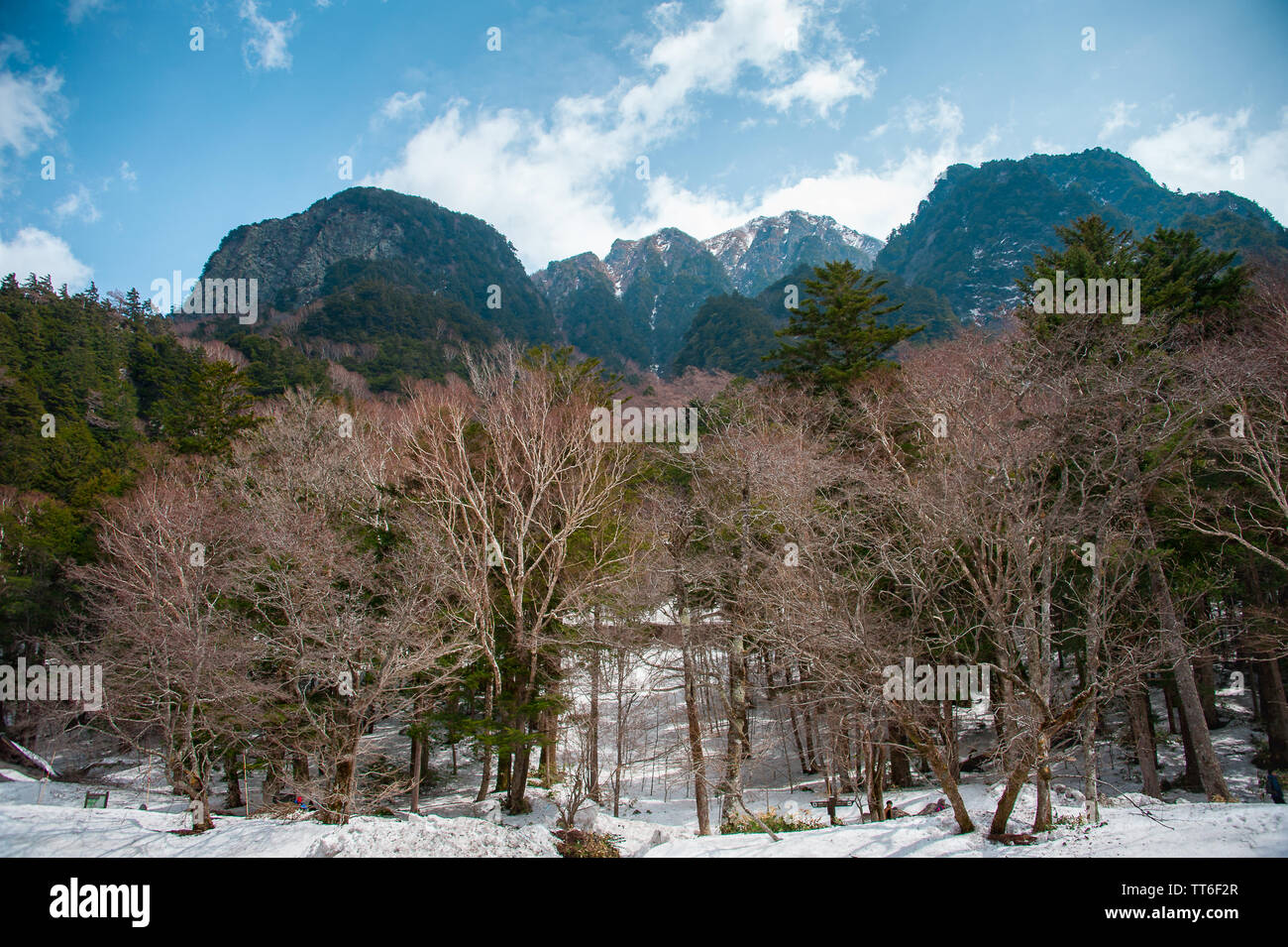 Bare trees in a snowy winter landscape with mountain background - Chubu ...