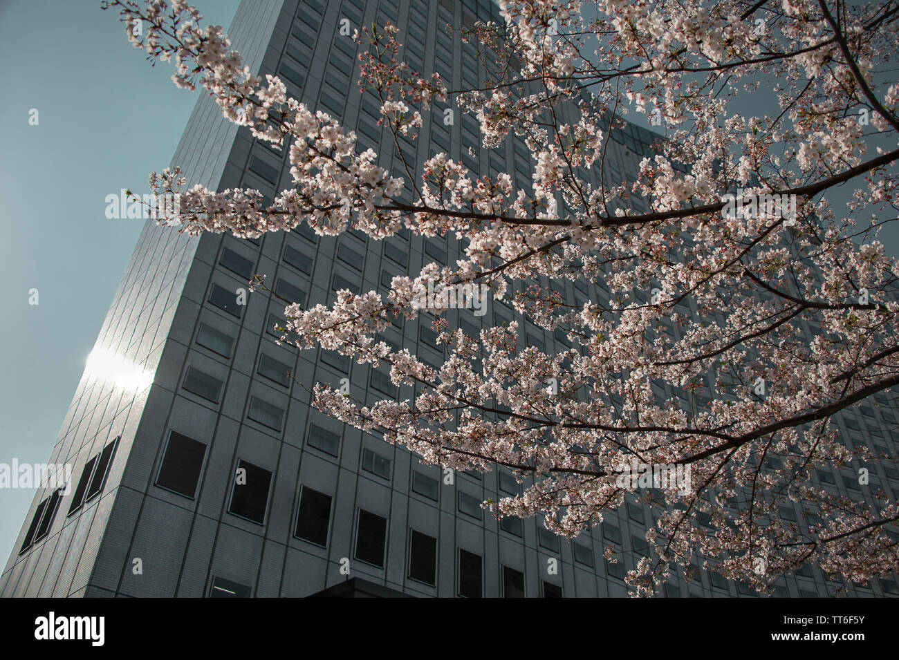 Cherry Blossom Trees and City background during spring. Tokyo, Japan ...