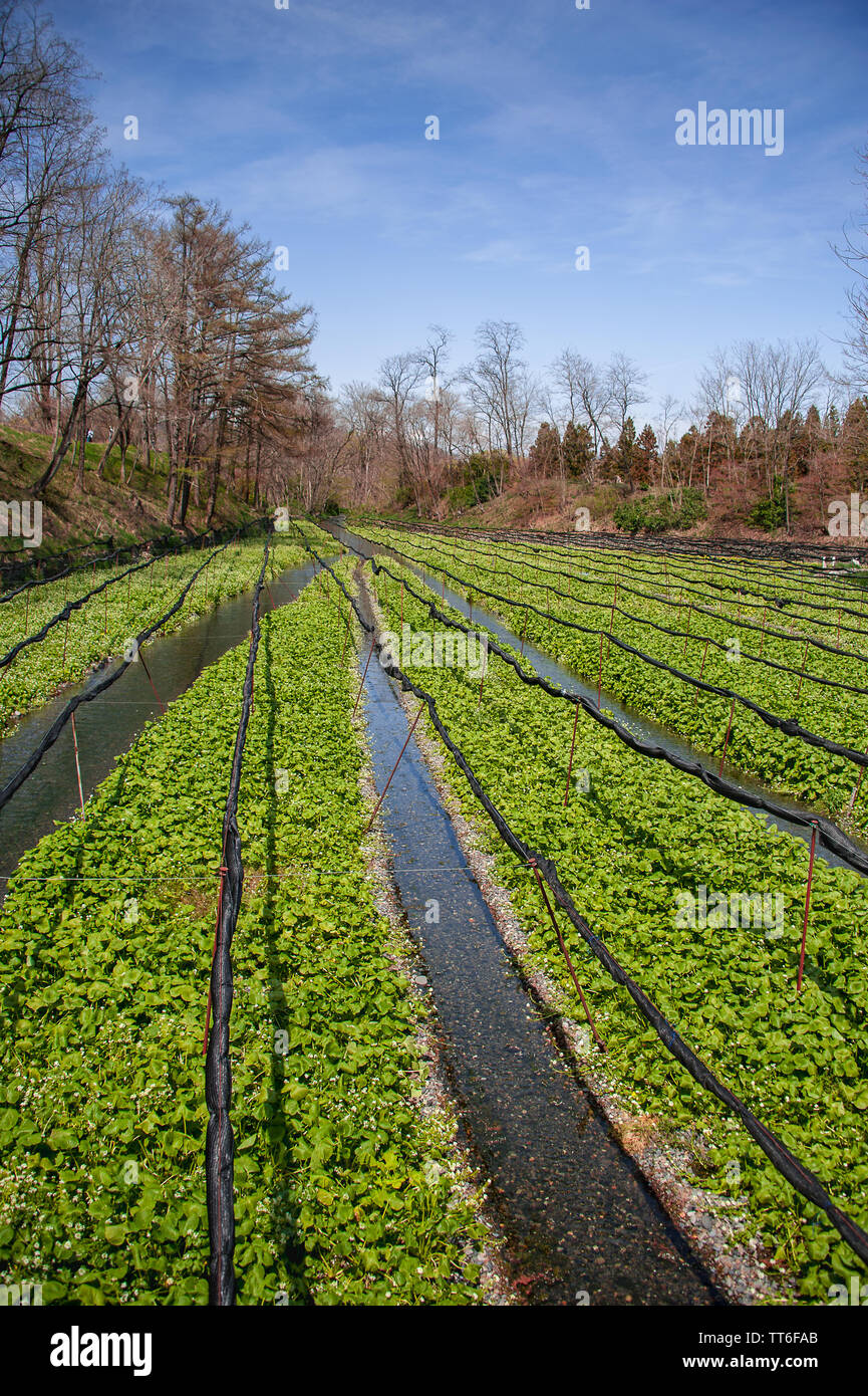 Vertical farming japan hi-res stock photography and images - Alamy