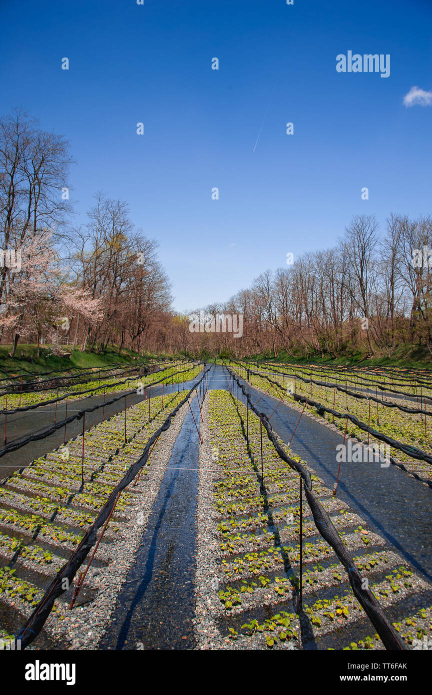 Vertical farming japan hi-res stock photography and images - Alamy