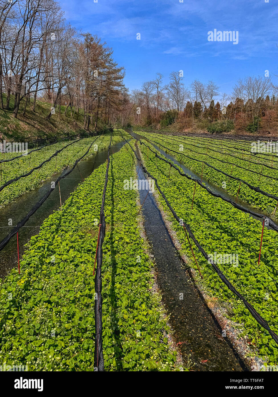 Japan vertical farming hi-res stock photography and images - Alamy