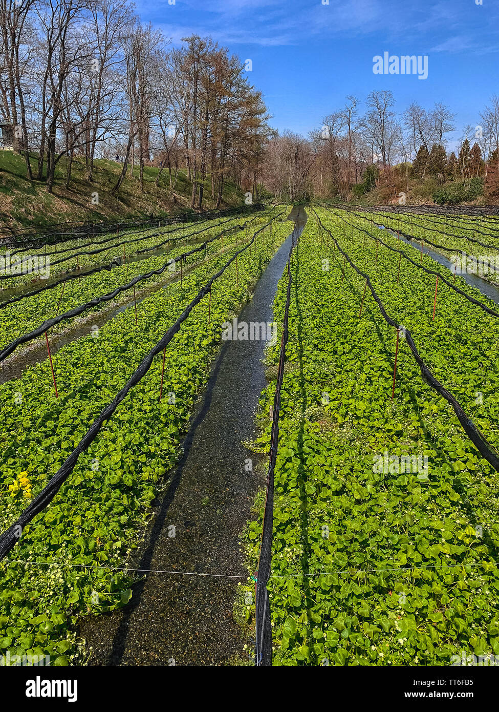 Japan vertical farming hi-res stock photography and images - Alamy
