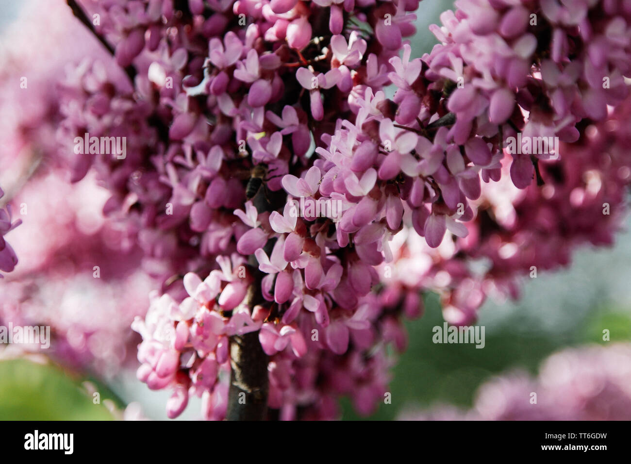 The lush flowering of the spring tree cercis Stock Photo - Alamy