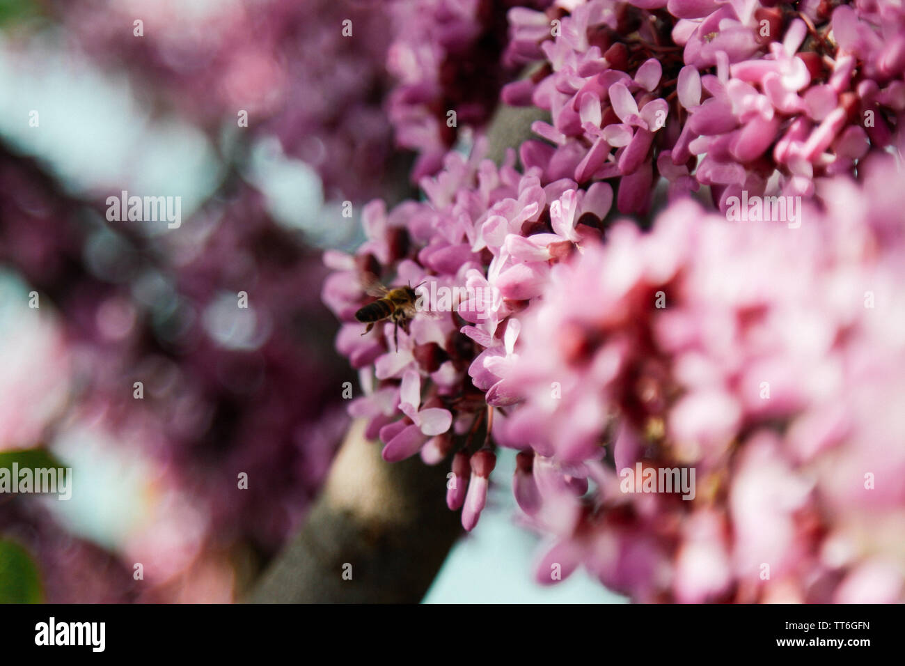 The lush flowering of the spring tree cercis Stock Photo - Alamy
