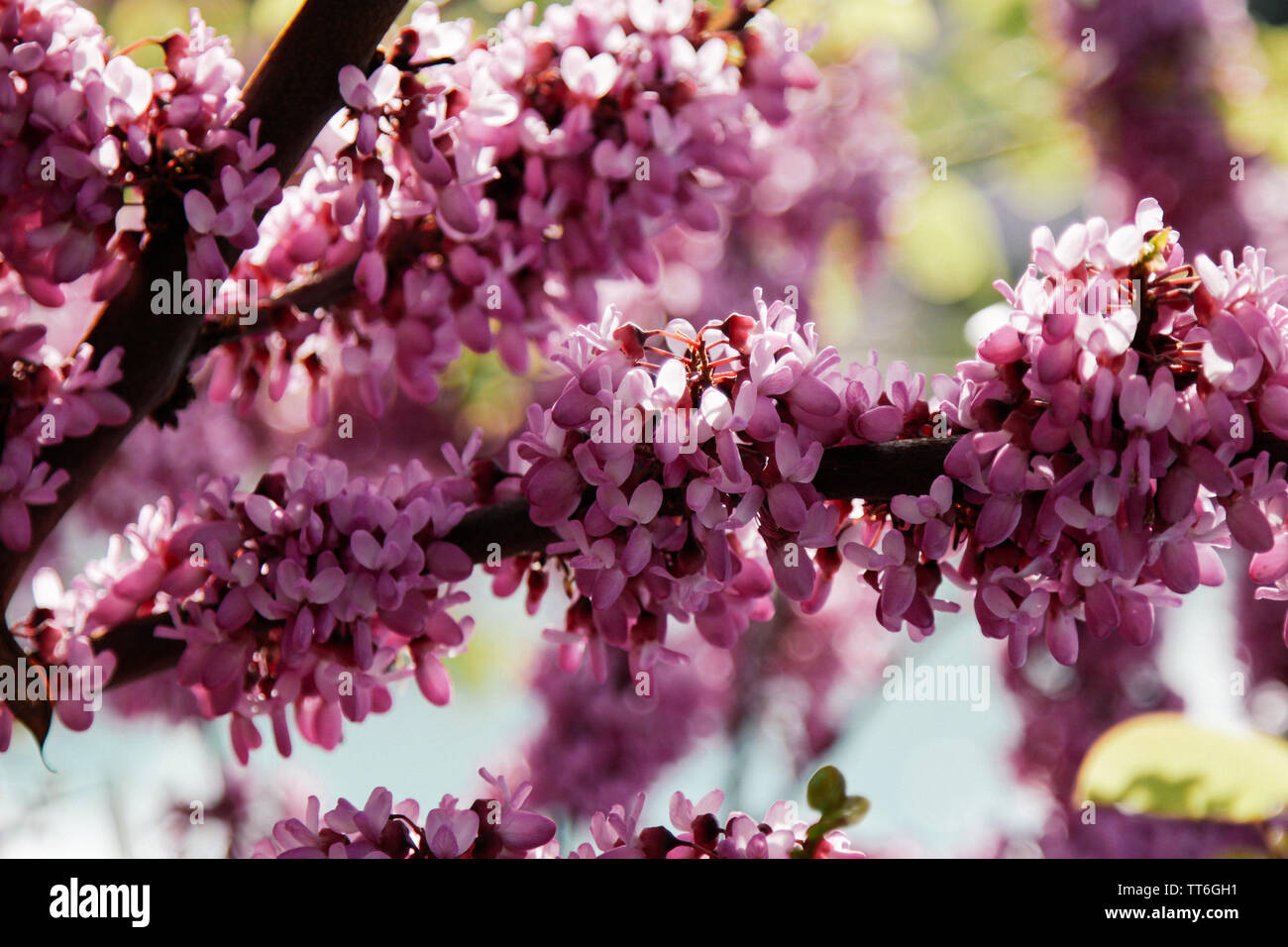 The lush flowering of the spring tree cercis Stock Photo - Alamy