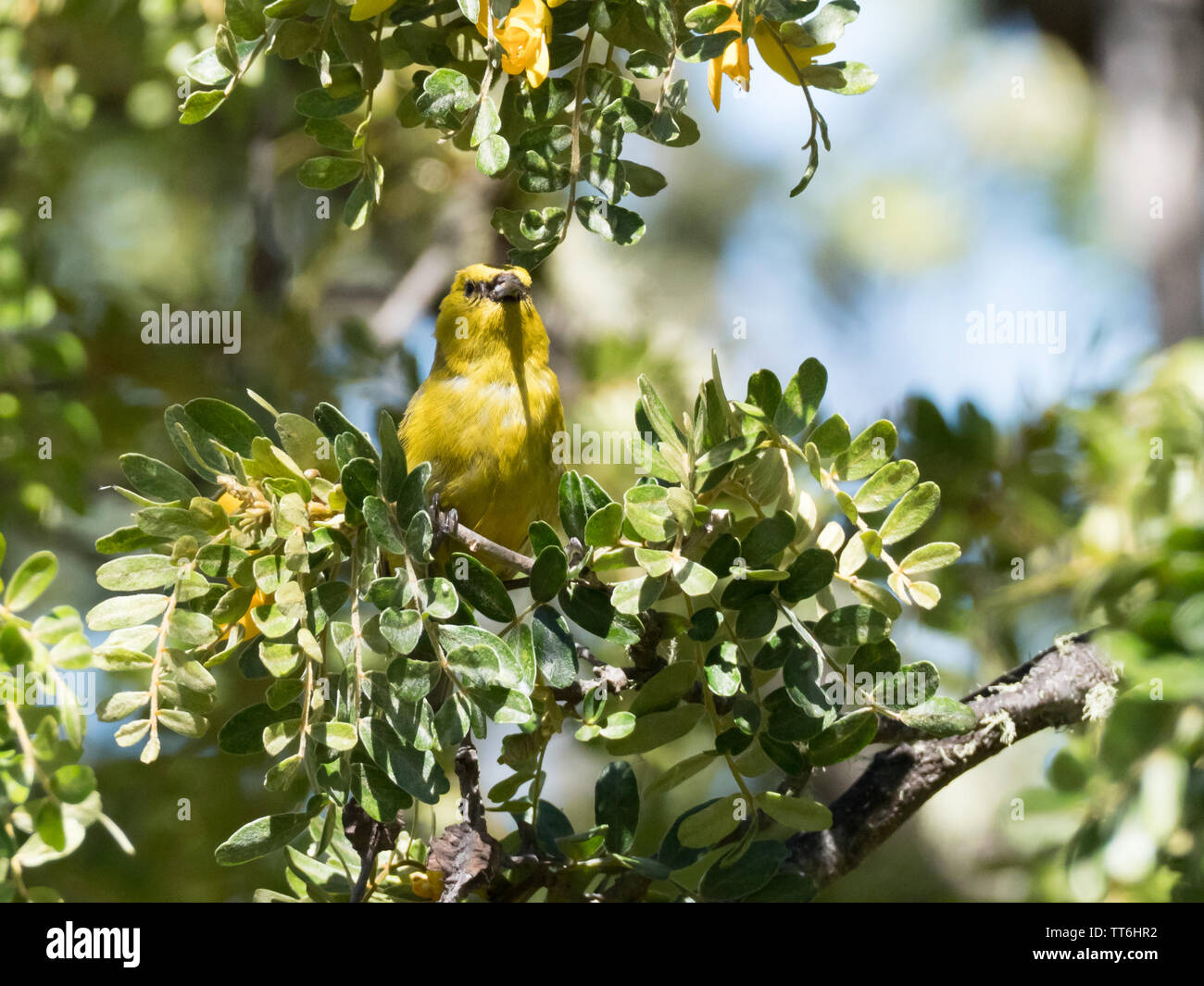 Honeycreeper, bird hi-res stock photography and images - Alamy