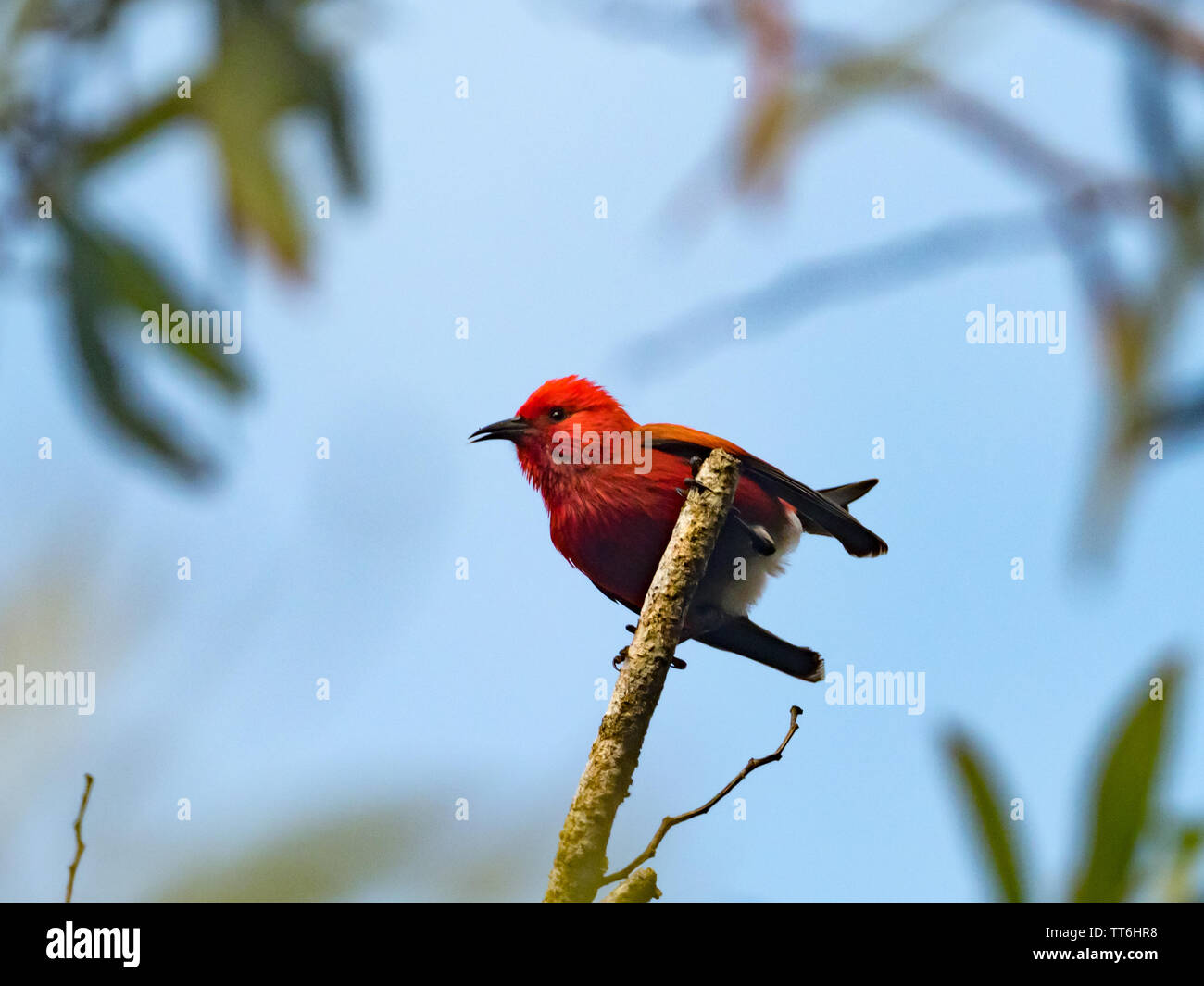 Endemic to the fhawaiian islands, the Apapane, Himatione sanguinea is ...
