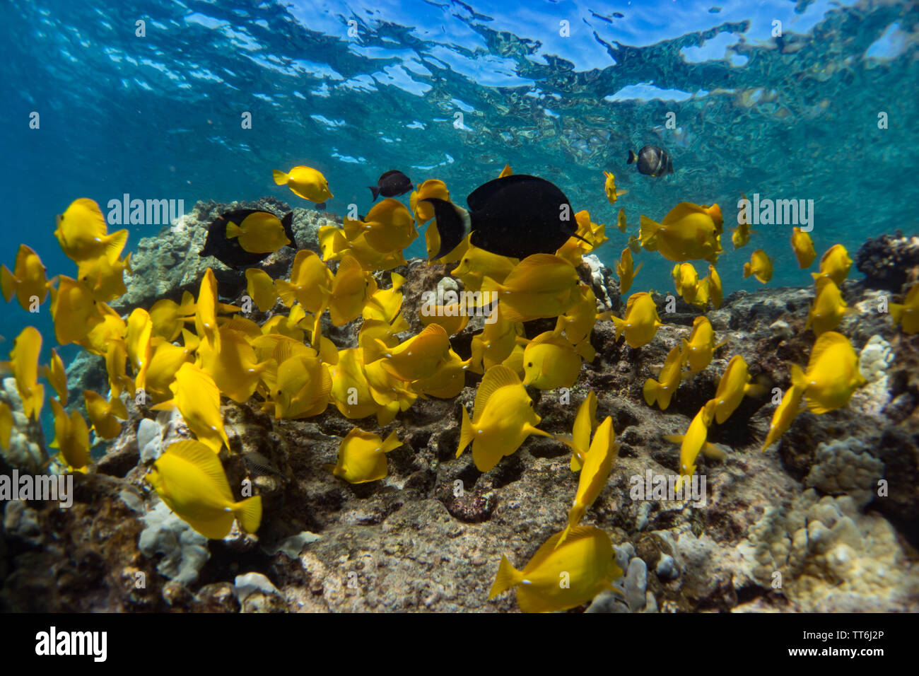 A school of yellow tang, Zebrasoma flavescens, while snorkeling at the ...