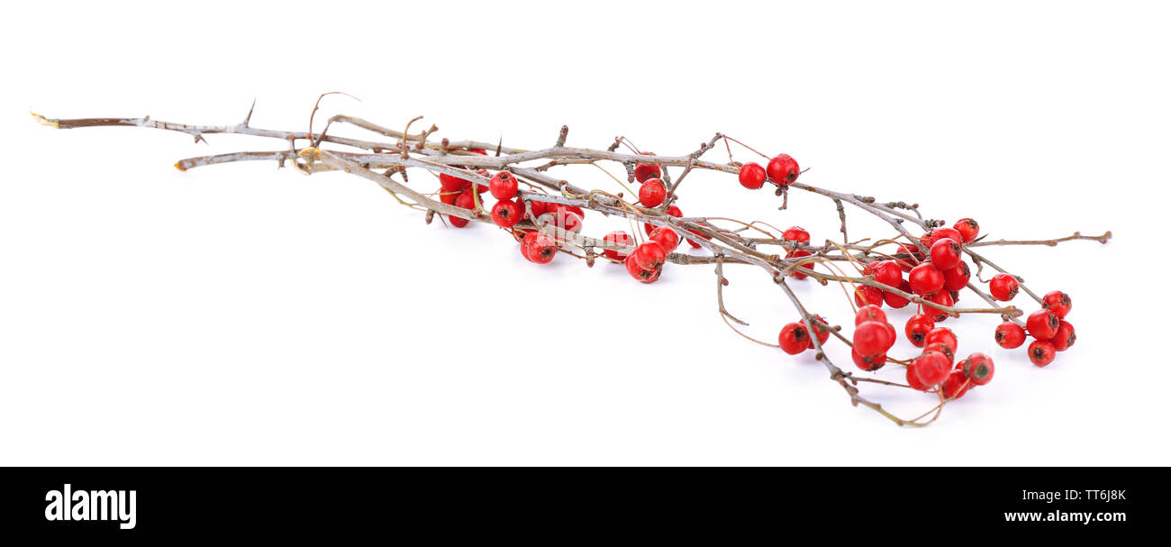 Twig of hawthorn, isolated on white Stock Photo - Alamy