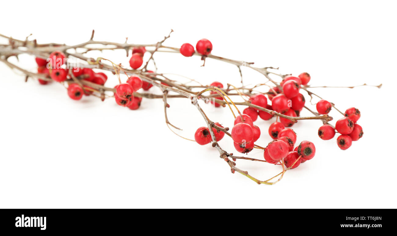 Twig of hawthorn, isolated on white Stock Photo - Alamy