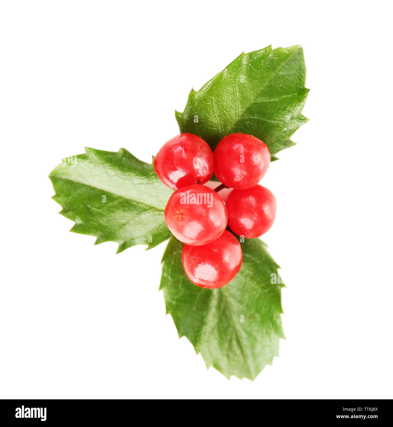 European Holly (Ilex aquifolium) with berries, isolated on white Stock ...