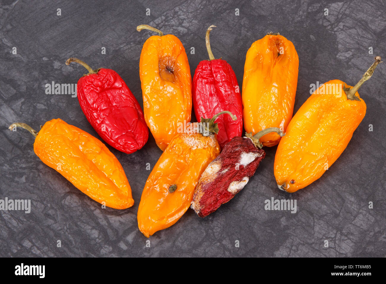 Moldy and wrinkled peppers. Concept of unhealthy, decompose, spoiled ...