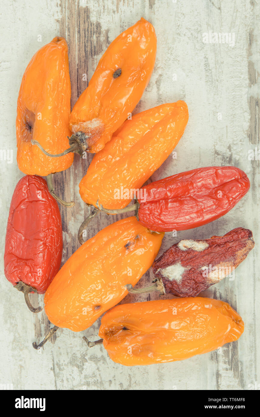Old, moldy and wrinkled peppers. Concept of unhealthy, decompose ...