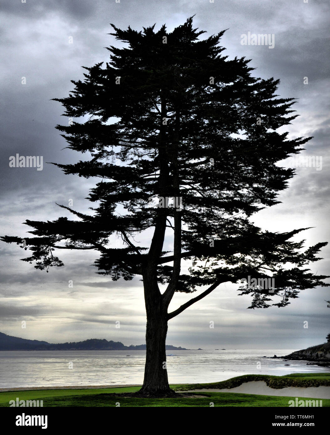 Tree on Pebble Beach Stock Photo - Alamy
