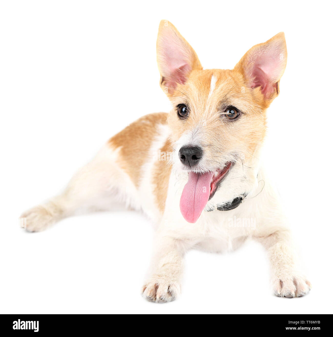 Funny little dog Jack Russell terrier, isolated on white Stock Photo ...
