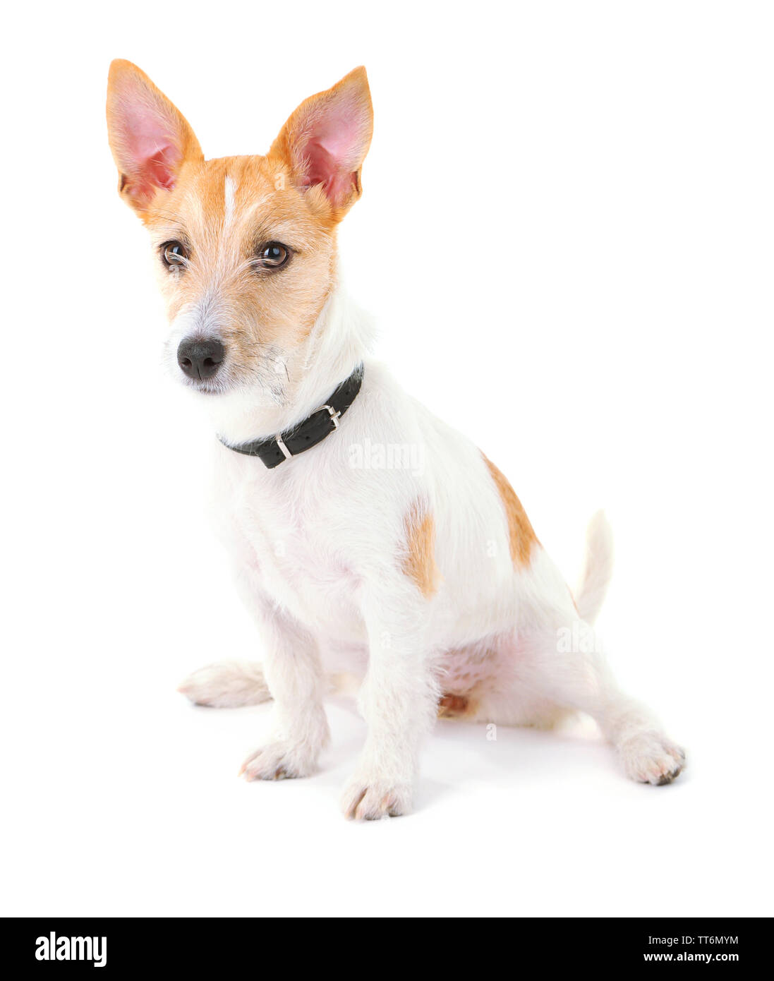 Funny little dog Jack Russell terrier, isolated on white Stock Photo ...