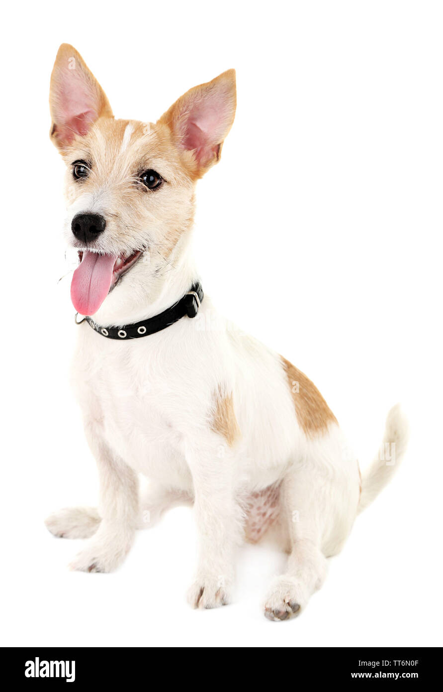 Funny little dog Jack Russell terrier, isolated on white Stock Photo ...