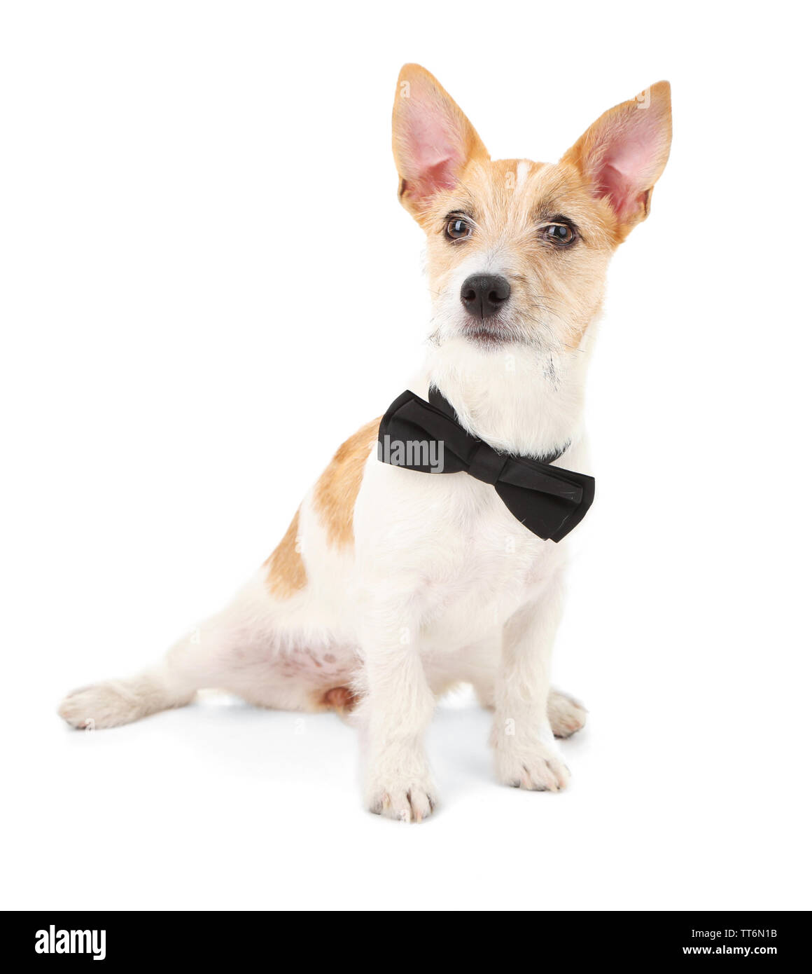 Funny little dog Jack Russell terrier with bow tie, isolated on white ...