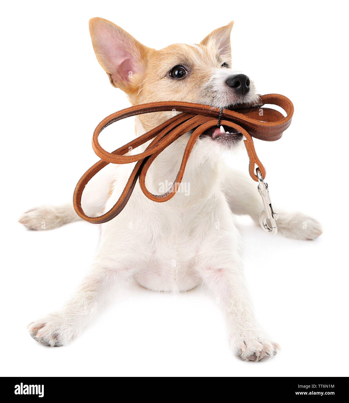 Funny little dog Jack Russell terrier with leather leash, isolated on ...