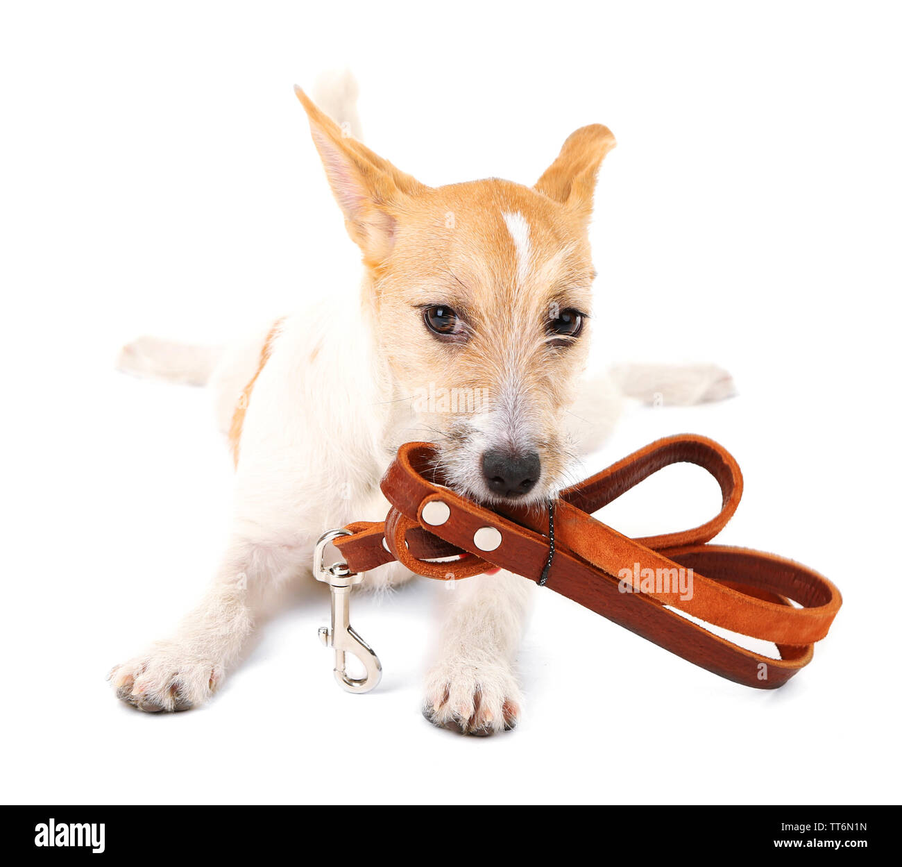 Funny little dog Jack Russell terrier with leather leash, isolated on ...