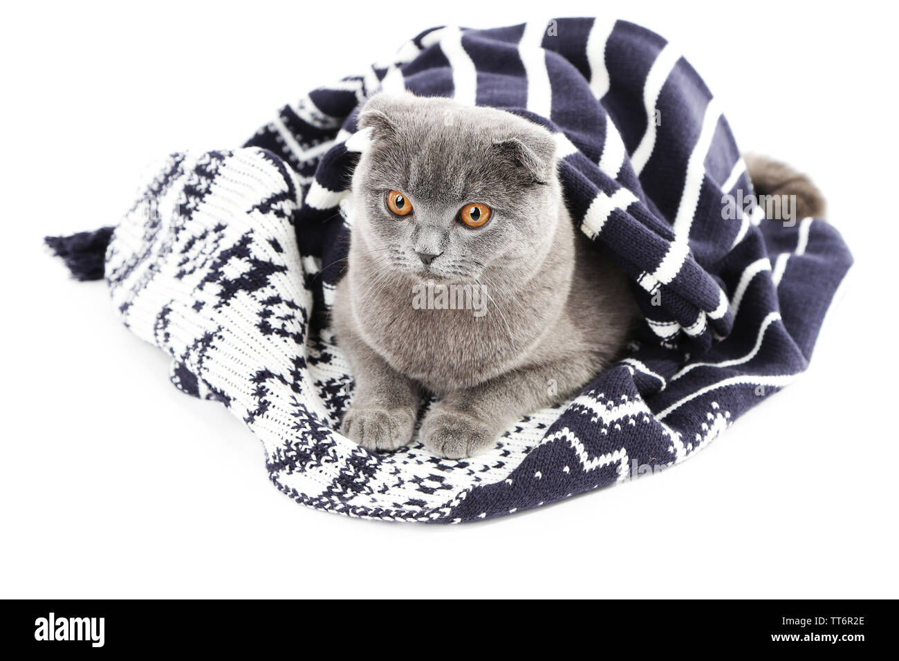 Sad cat wrapped in Cut Out Stock Images & Pictures - Alamy