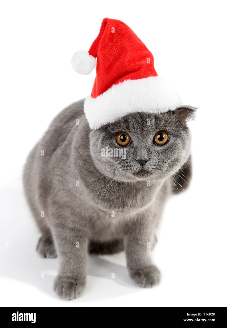Christmas cat sitting on Cut Out Stock Images & Pictures - Alamy