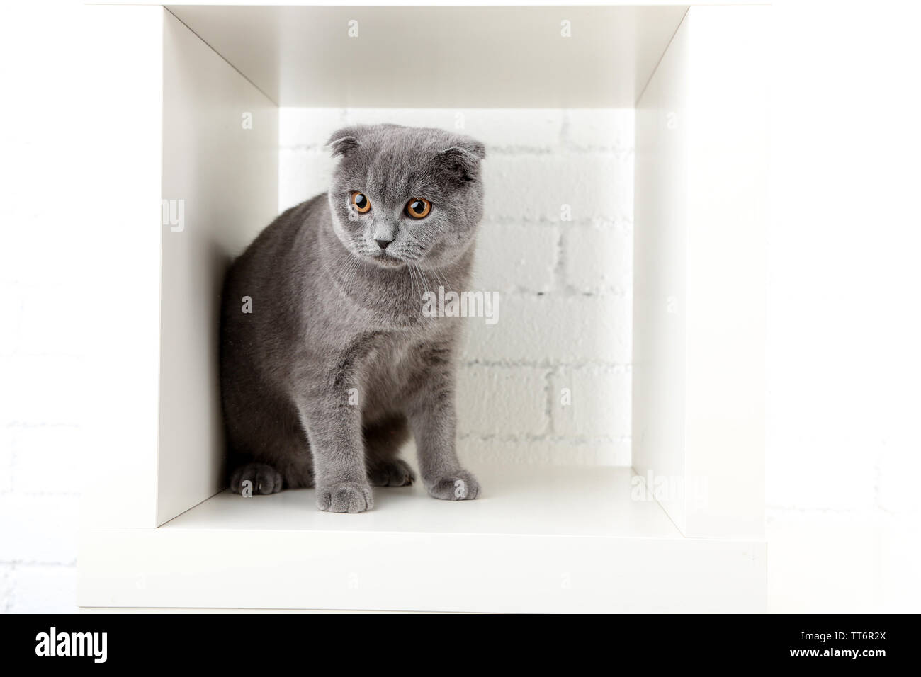 British bat sitting on shelf on brick wall background Stock Photo - Alamy