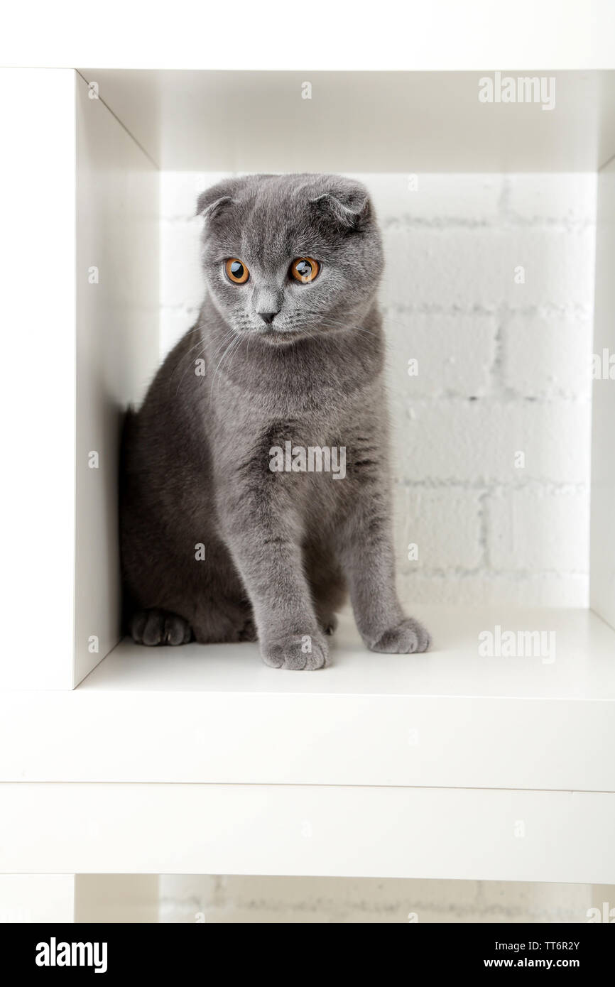 British bat sitting on shelf on brick wall background Stock Photo - Alamy