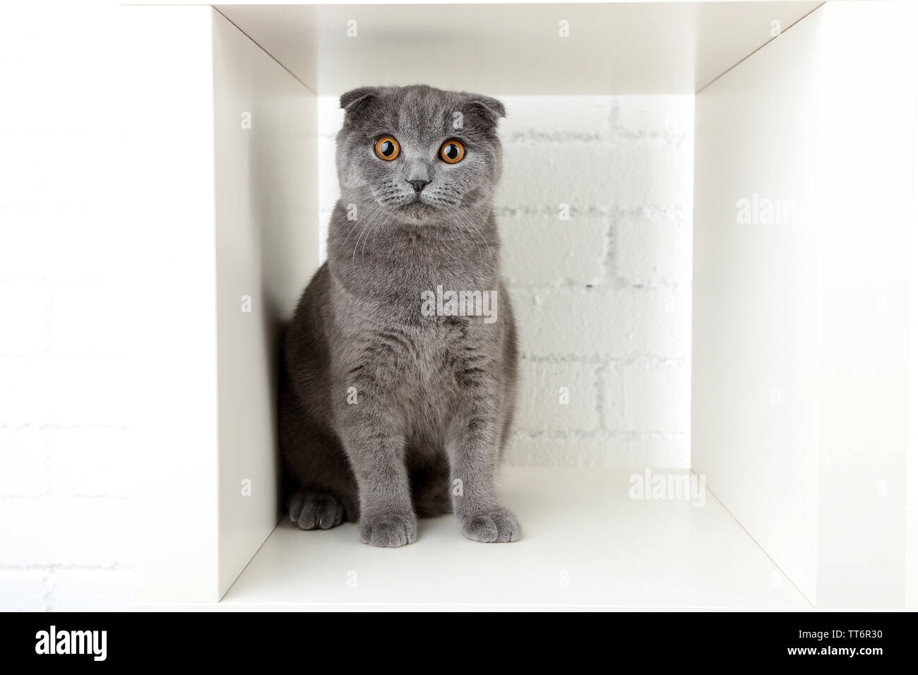 British bat sitting on shelf on brick wall background Stock Photo - Alamy
