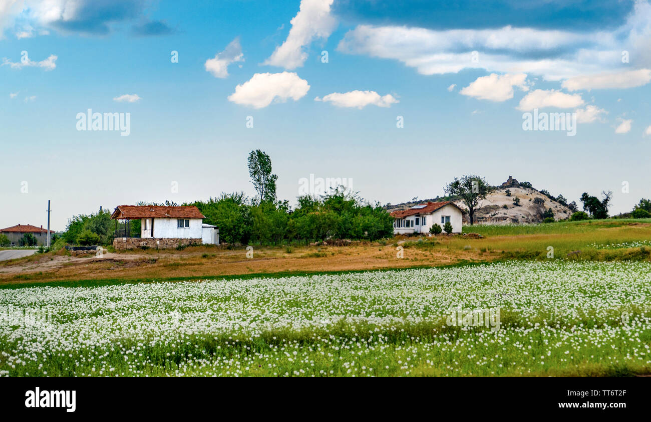 White country houses with opium poppies fields in Phrygia Valley ...
