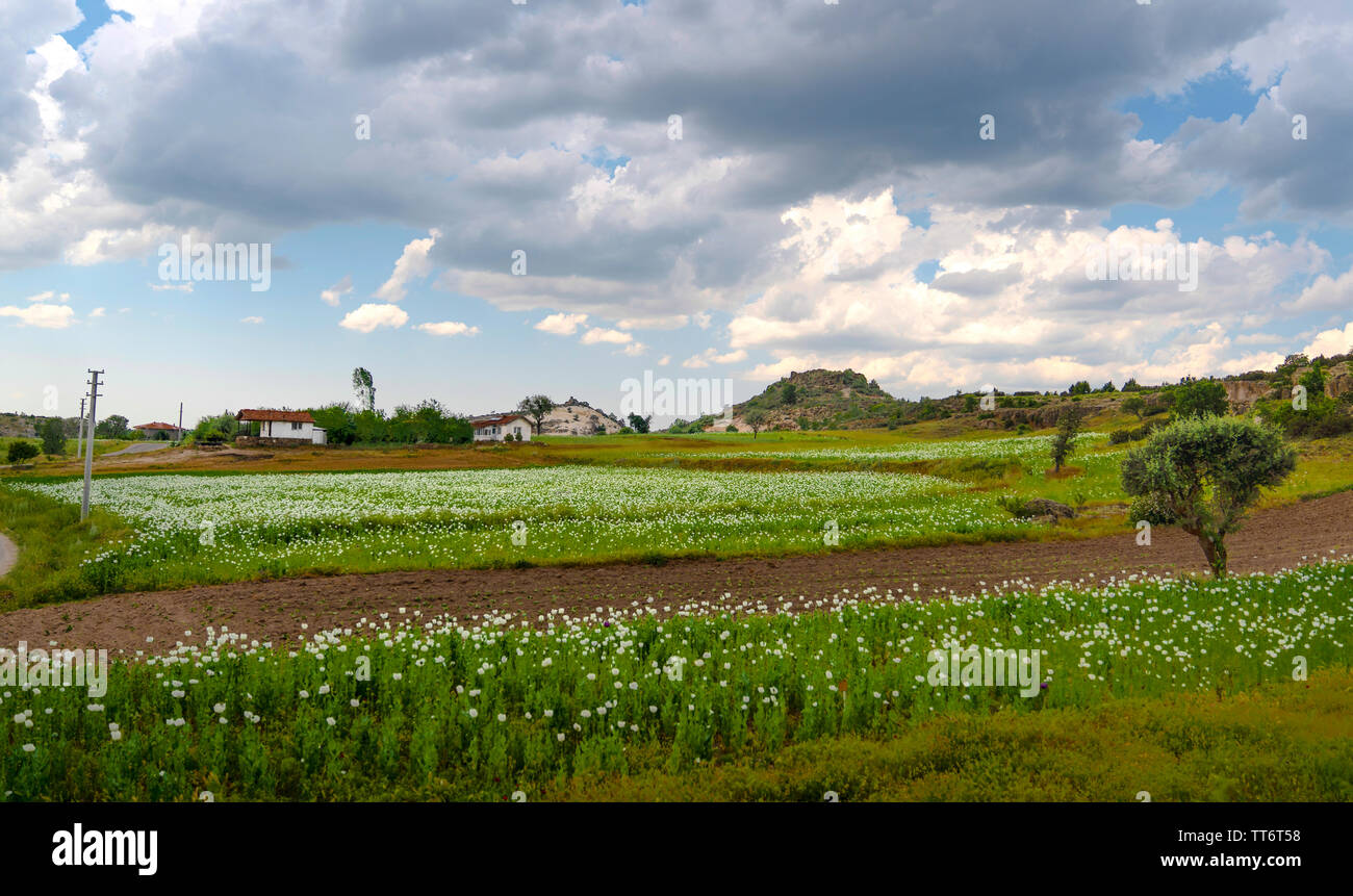 White country houses with opium poppies fields in Phrygia Valley ...