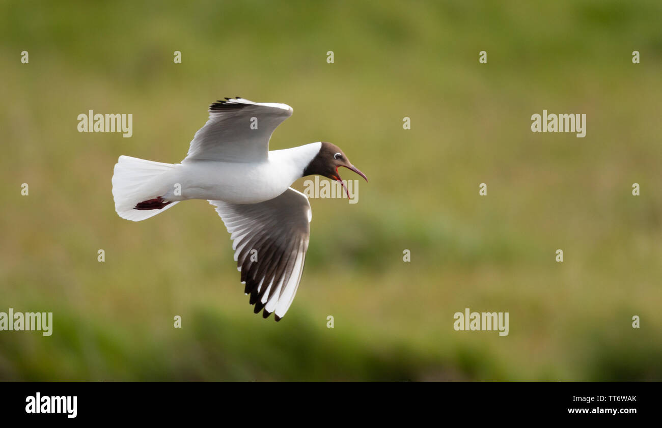 Black headed seagull hi-res stock photography and images - Alamy