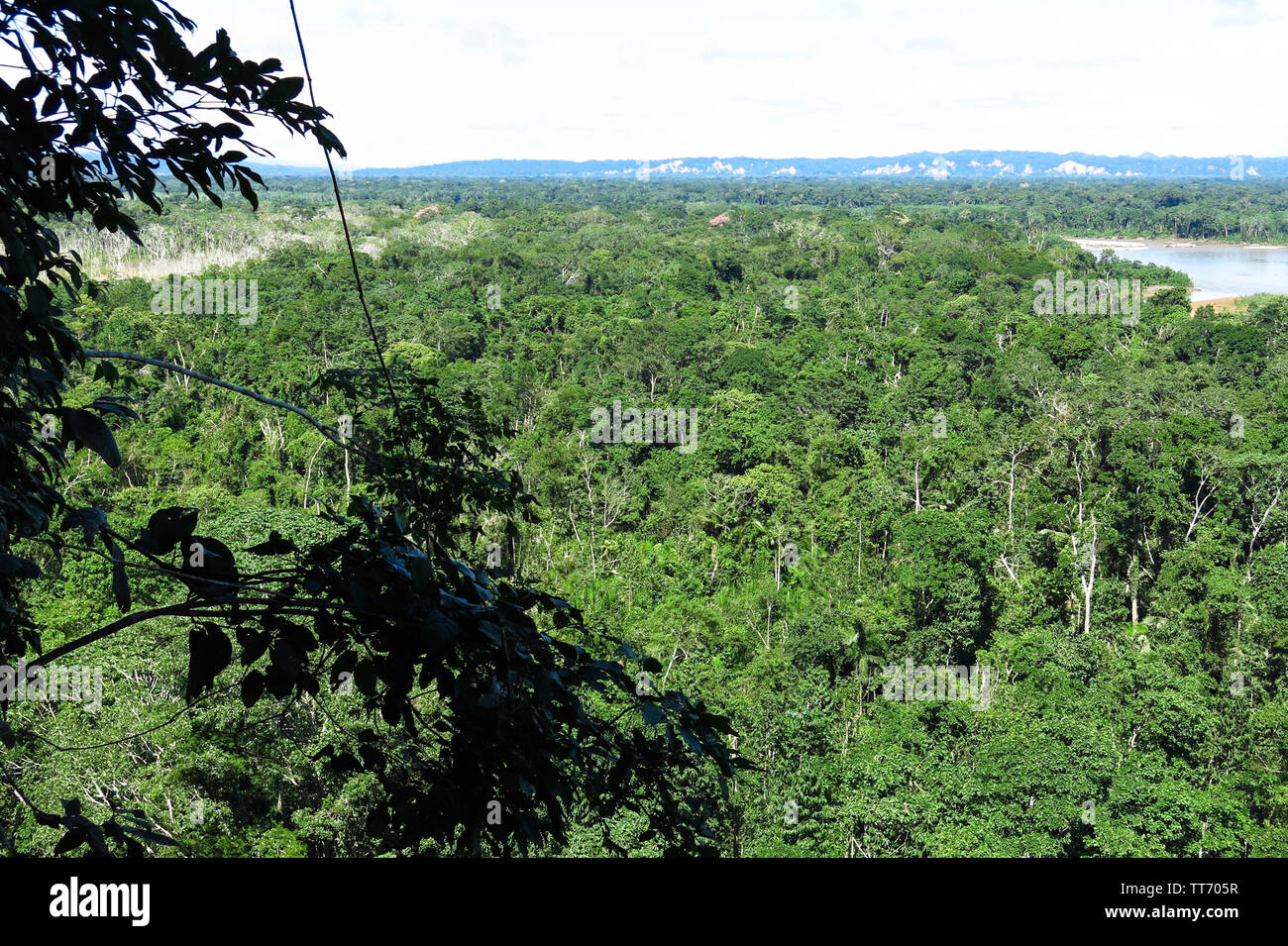 Panorama of Amazon forest in the Madidi National Park, Bolivia Stock ...