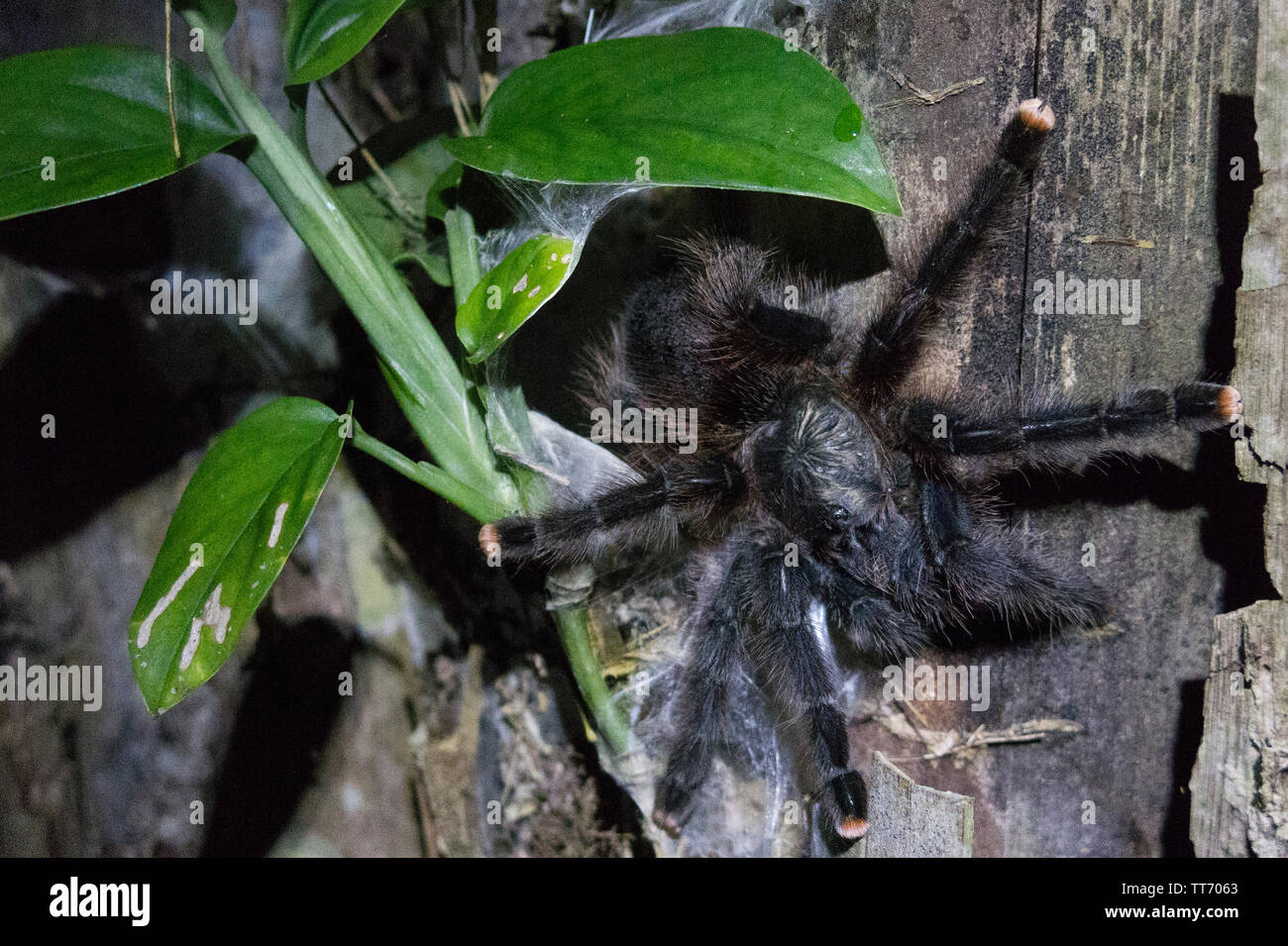 Furry tarantula alfresco walking along the tree trunk. Amazon forest in ...