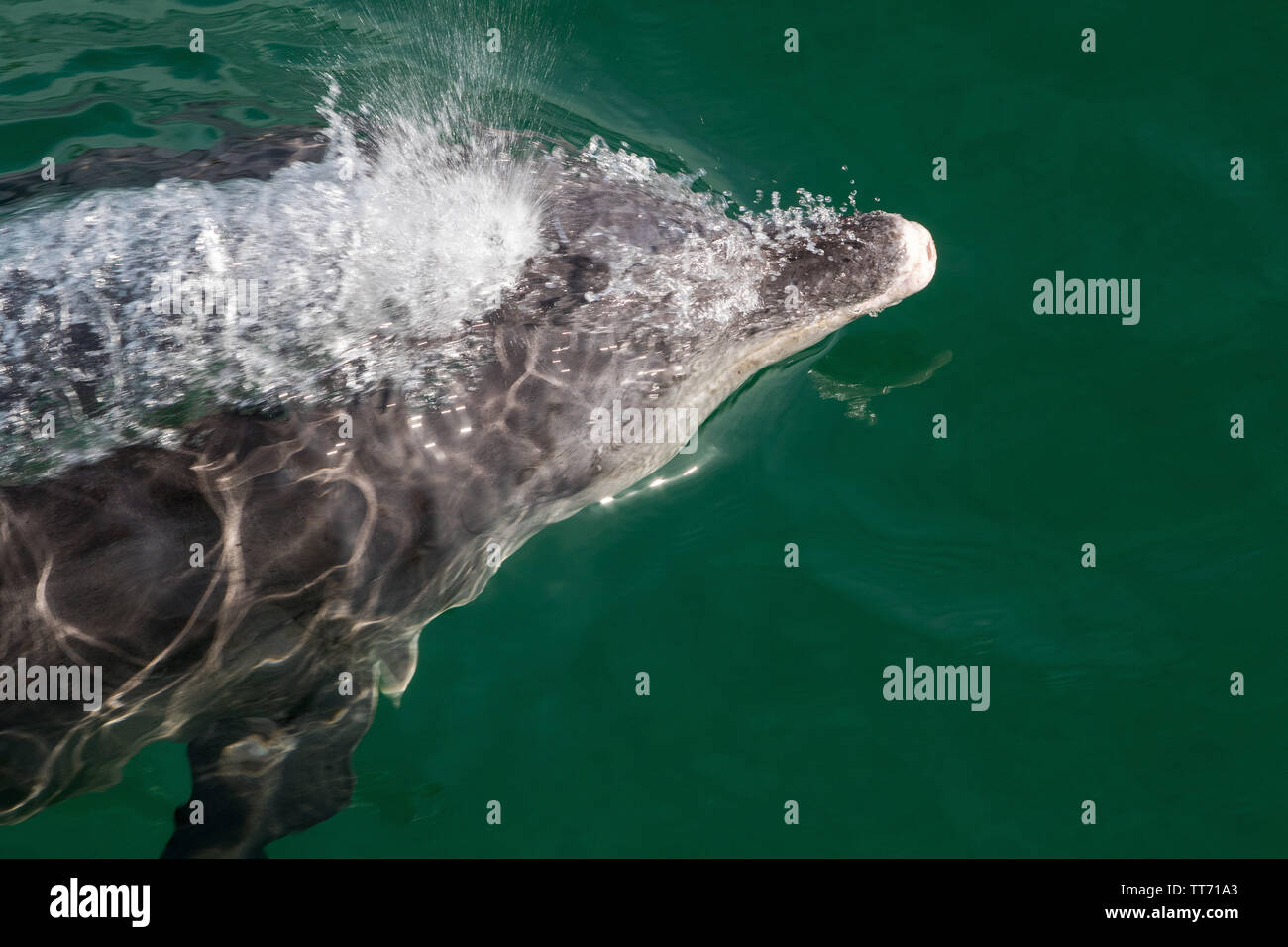 Common Bottlenose Dolphin Stock Photo - Alamy