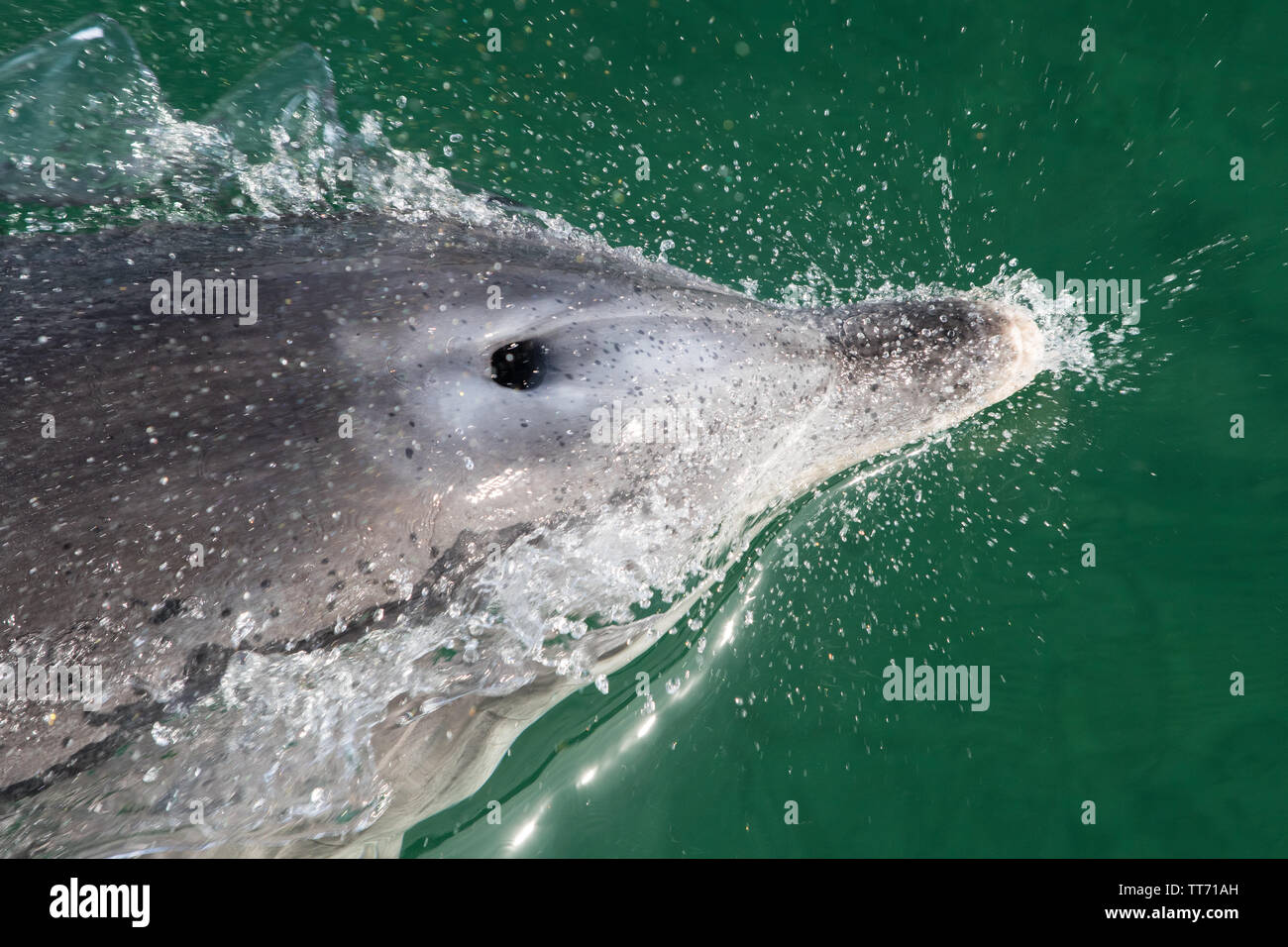 Common Bottlenose Dolphin Stock Photo - Alamy