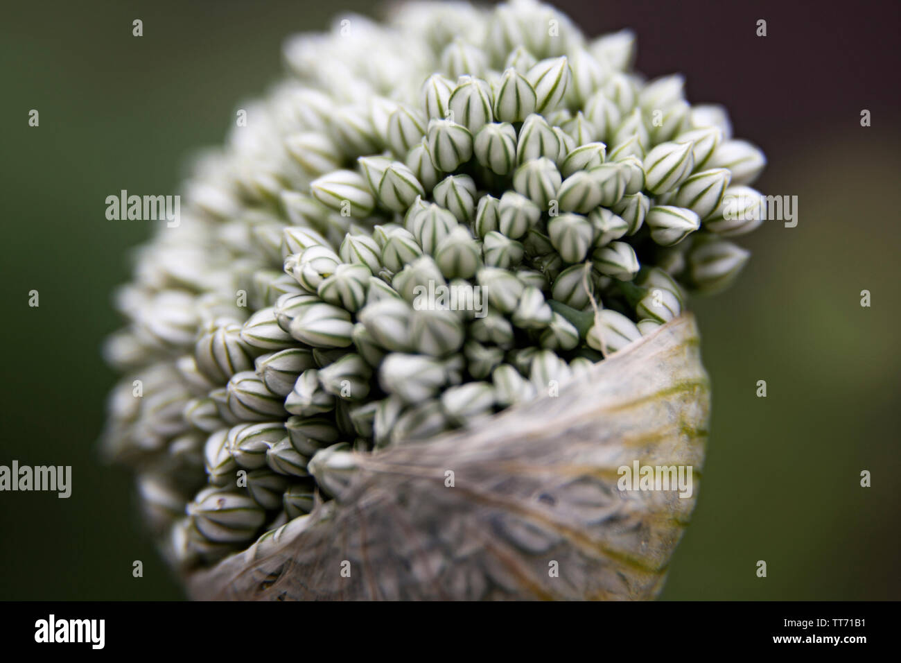 Burst seed capsule hi-res stock photography and images - Alamy