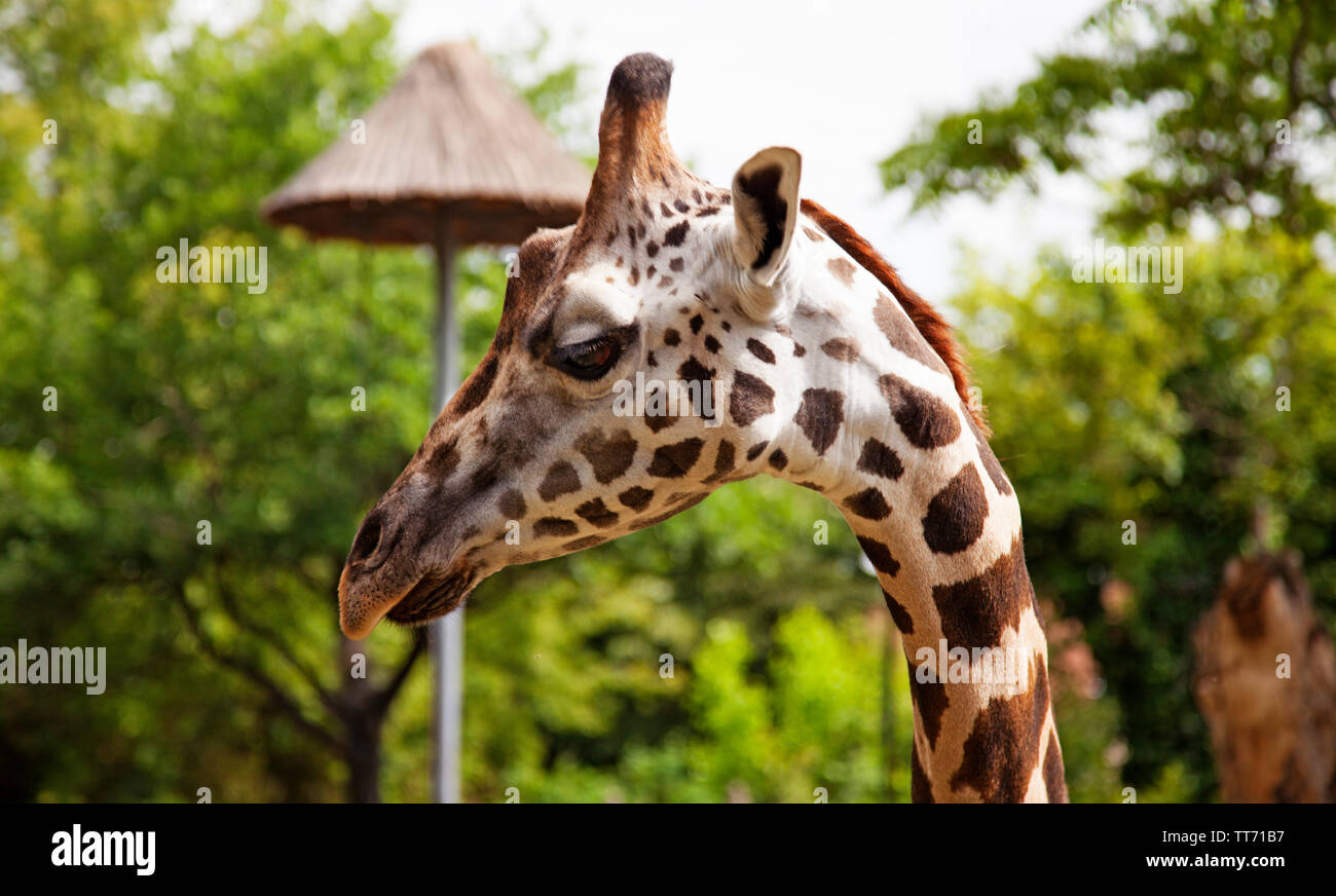 a profile of giraffe head Stock Photo - Alamy