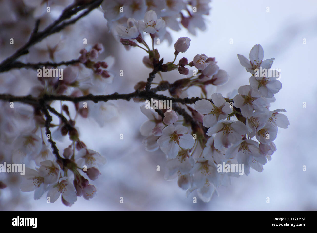 cherry blossoms in bloom, early spring, Japan Stock Photo - Alamy