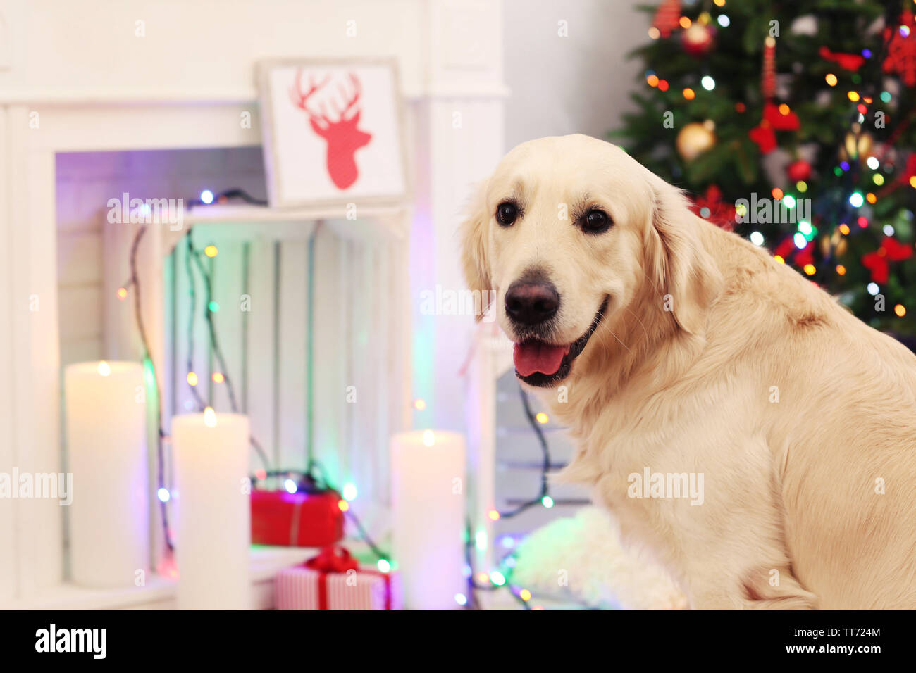 Big Labrador on Christmas decoration background Stock Photo - Alamy