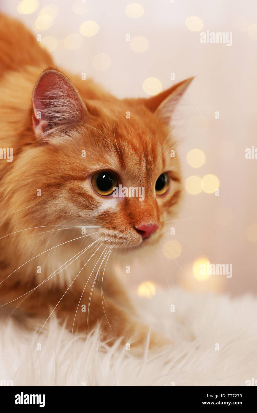 Lovable red cat on lights background Stock Photo - Alamy