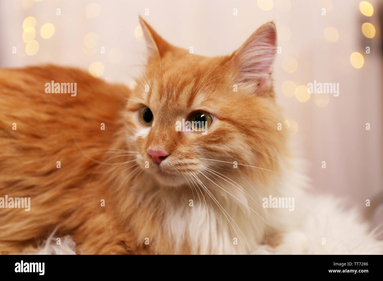 Lovable red cat on lights background Stock Photo - Alamy