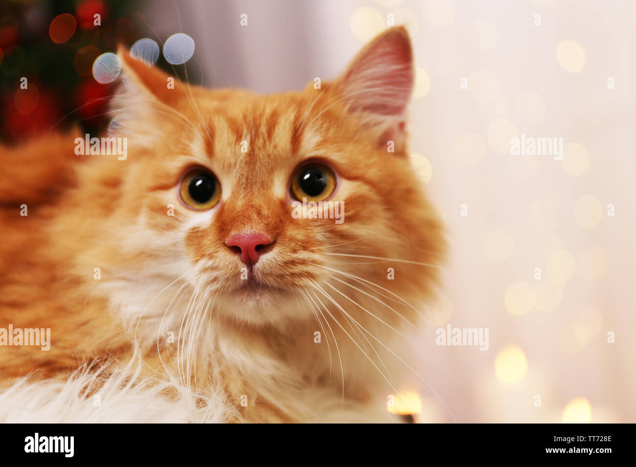 Lovable red cat on lights background Stock Photo - Alamy